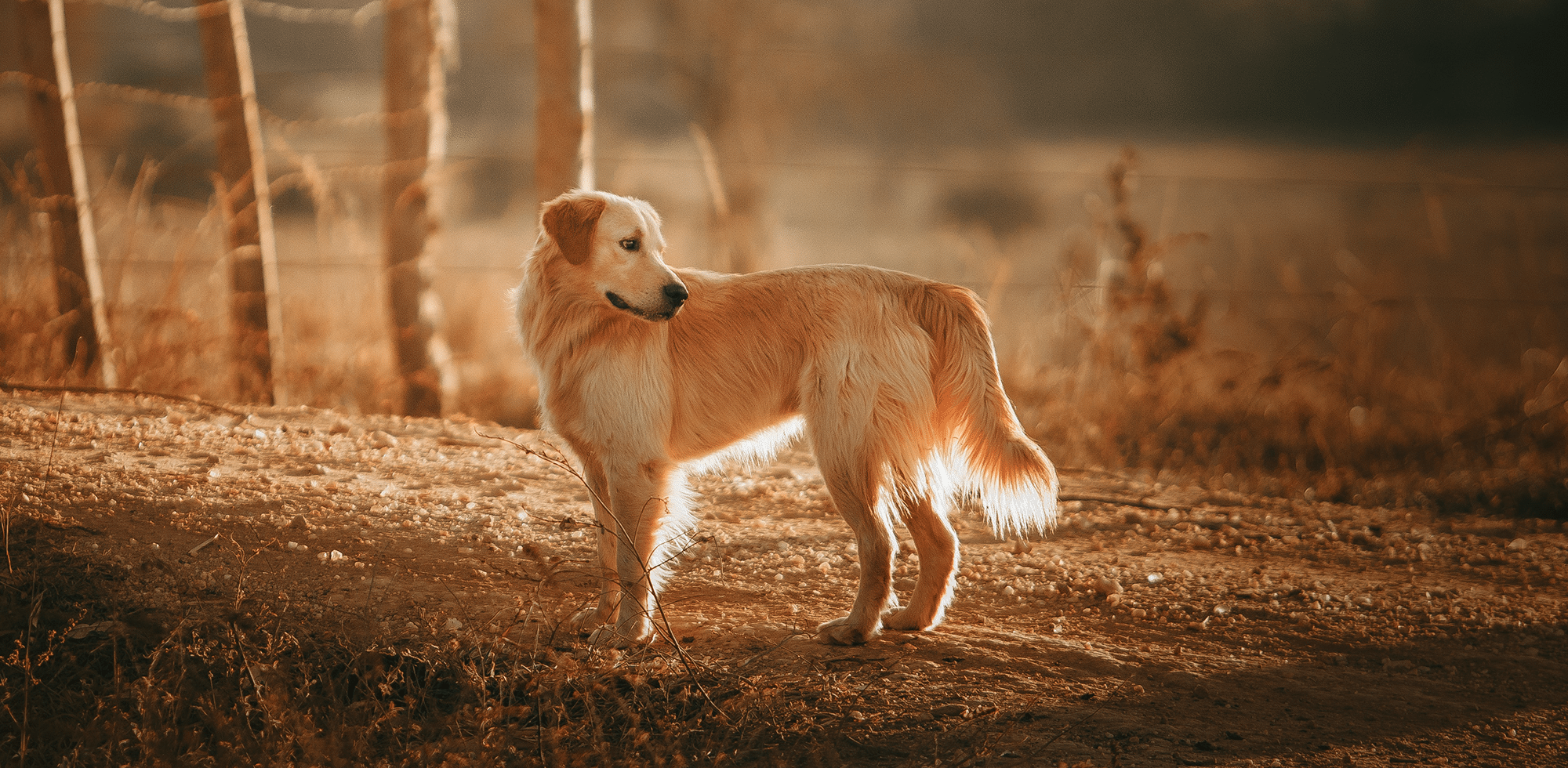The Reasons Behind Never Shaving a Dog with a Double Coat