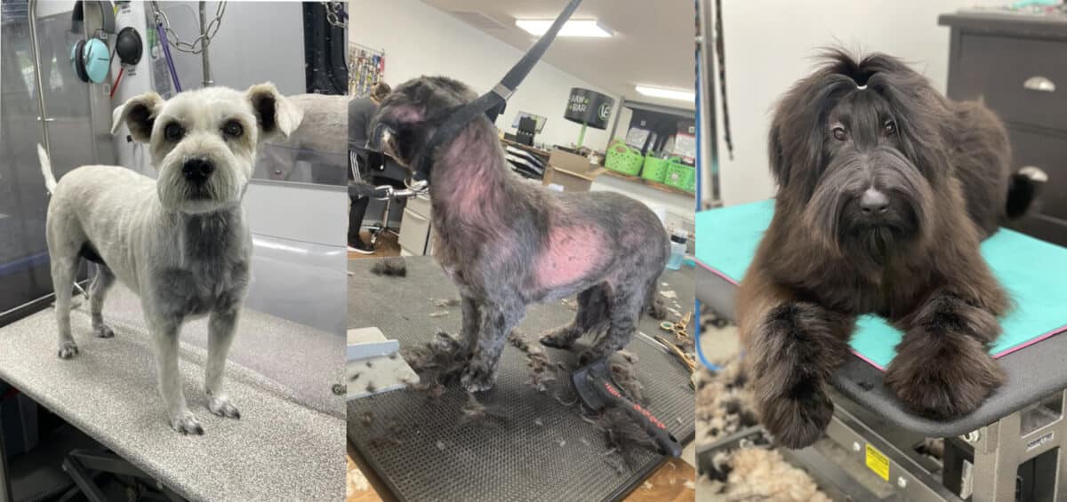 Hair Loss In Dogs From Scratching, Licking or Chewing