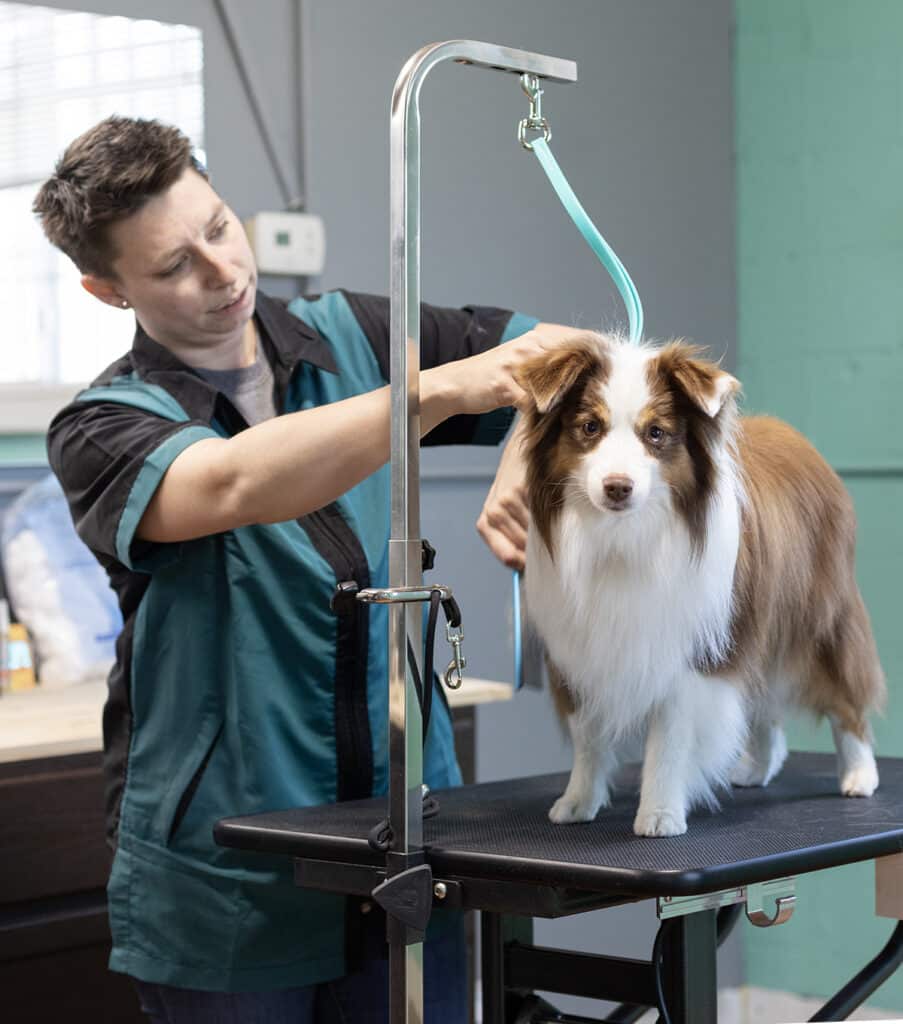Dog & Cat Groomer in Chesterton | Salon & Mobile Pet Grooming