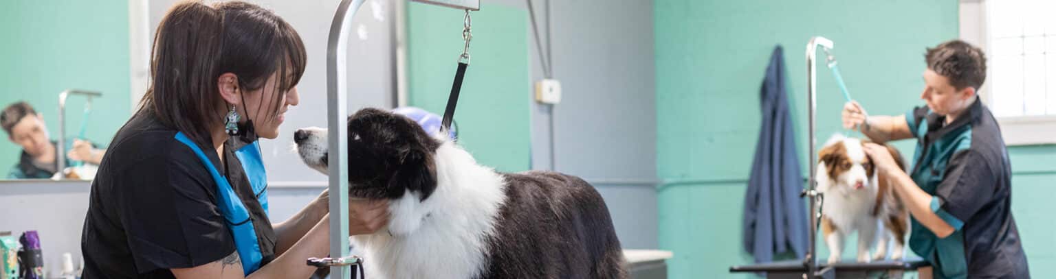 Dog & Cat Groomer in Chesterton | Salon & Mobile Pet Grooming