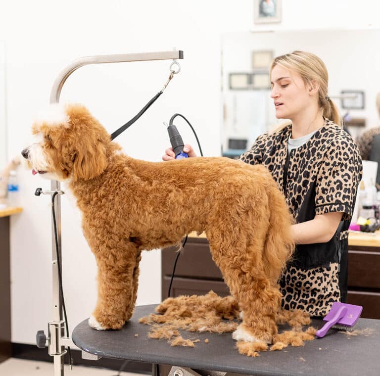 Dog Grooming Courses - Smoochie Pooch Apprentice Program
