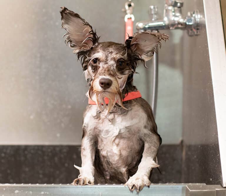 Tips for Bathing a Dog at Home