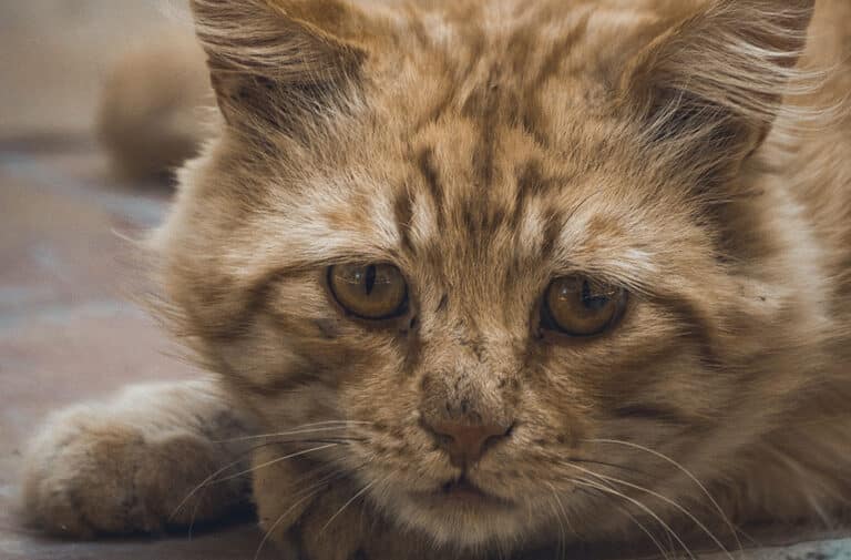 The Rabies Virus in Dogs and Cats