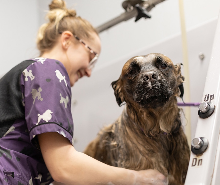 Dog Grooming Courses - Smoochie Pooch Apprentice Program