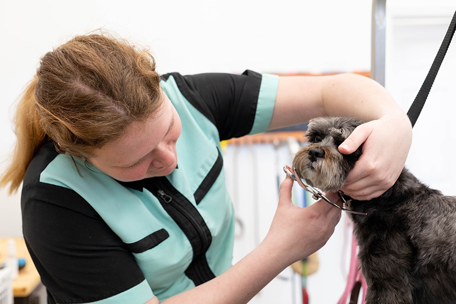 Dog Grooming Courses - Smoochie Pooch Apprentice Program