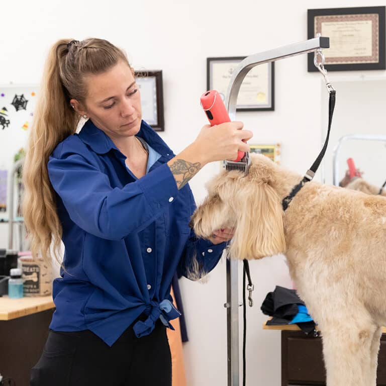 Dog Grooming Courses - Smoochie Pooch Apprentice Program