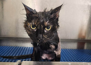 Tips And Tricks How To Groom Your Cat At Home