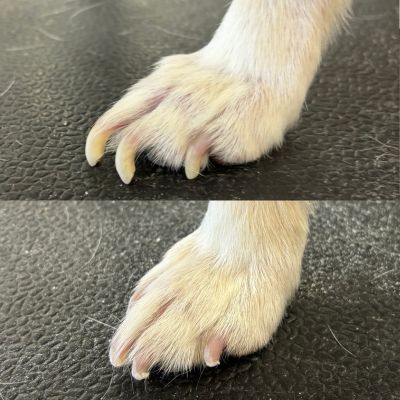 Walk-in Nail Trims for Dogs and Cats