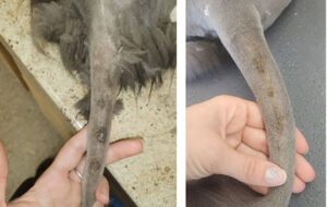 Stud Tail in Cats: Everything You Need to Know