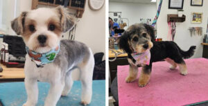 Dog Haircuts: Which Ones are the Most Popular