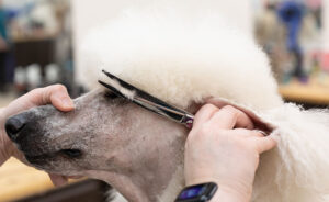 Poodle Grooming: Essential Guide with Tips